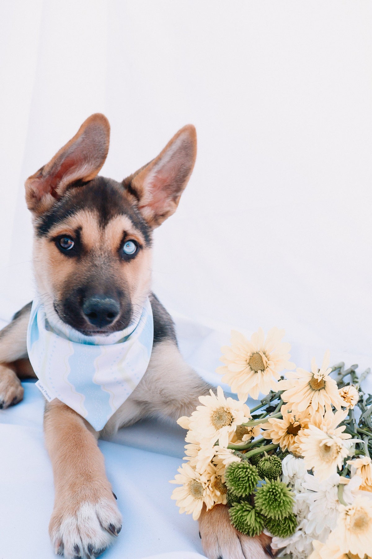 Salty Paws Pet Boutique – Salty Paws Pet Boutique