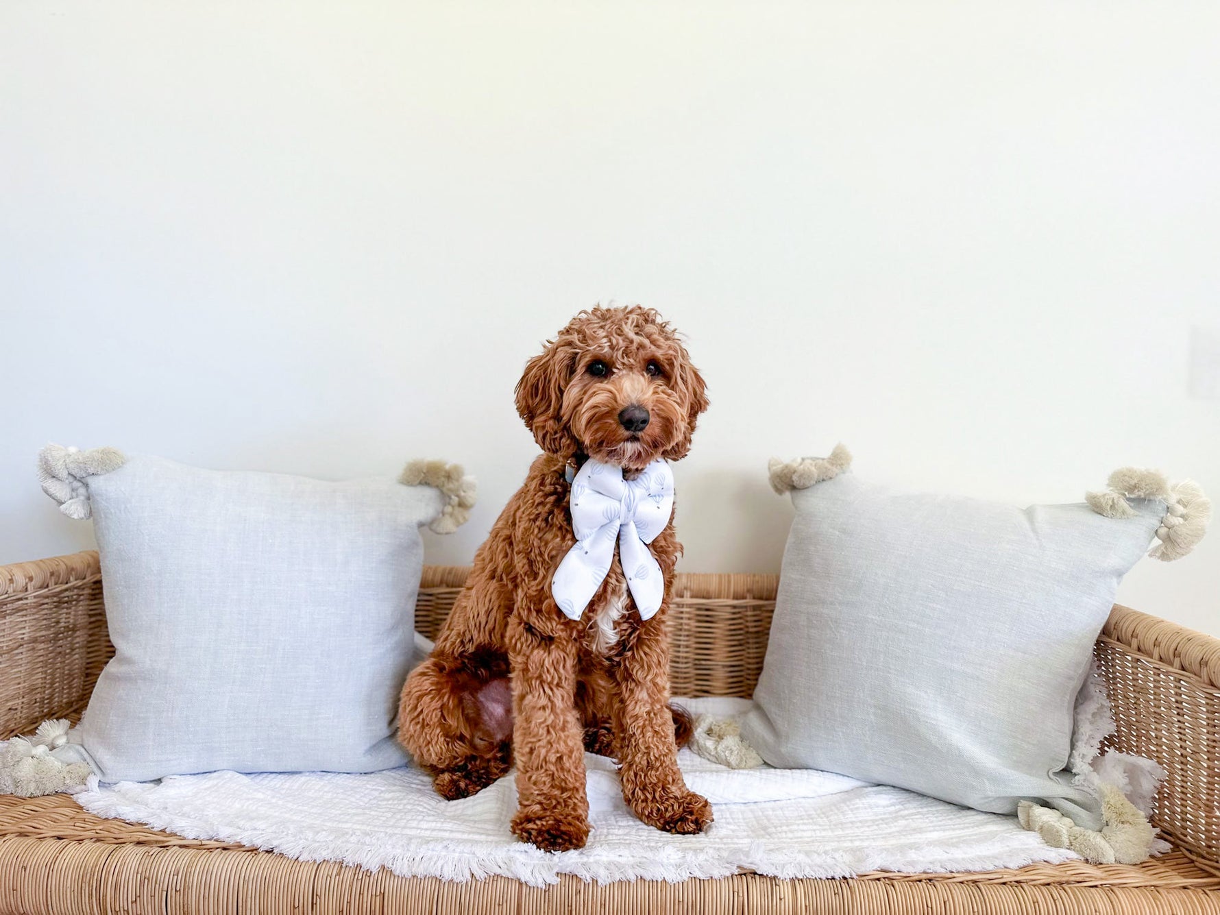 Salty Paws Pet Boutique – Salty Paws Pet Boutique