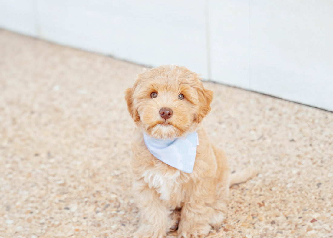 Salty Paws Pet Boutique